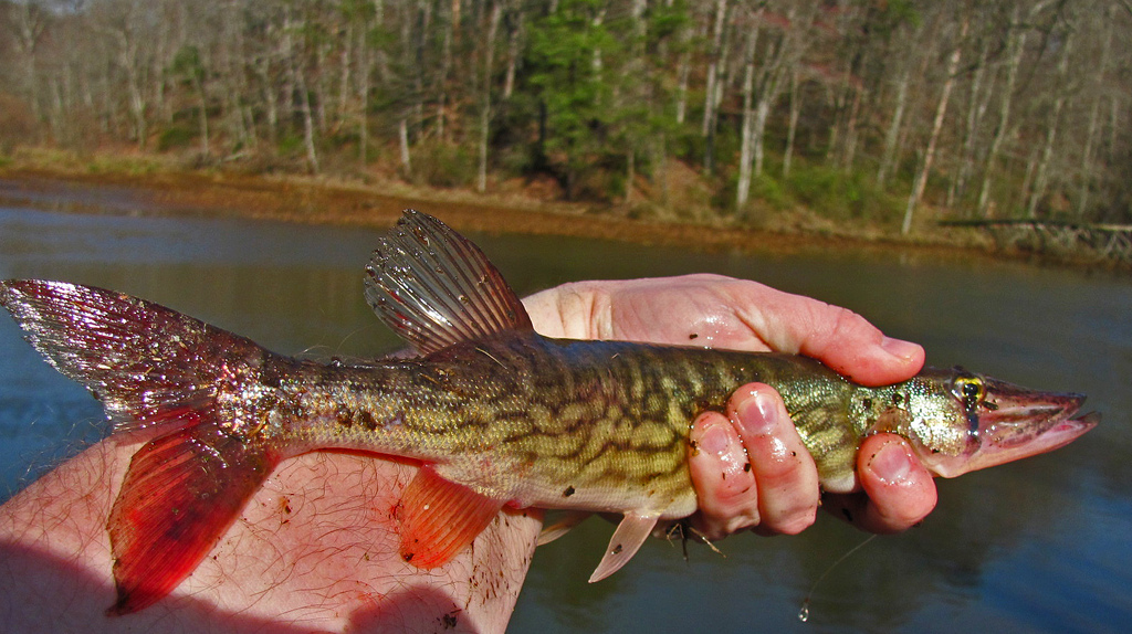 (Esox Linnaeus, 1758) Род Эсоксы, Щуки, Genus Esox Linnaeus, 1758 ...